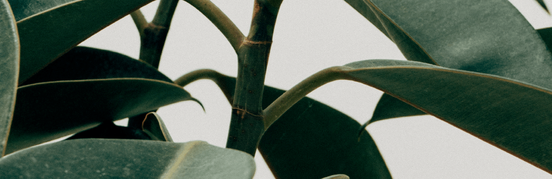 Immunity – Toniiq - Elevated Nutrients